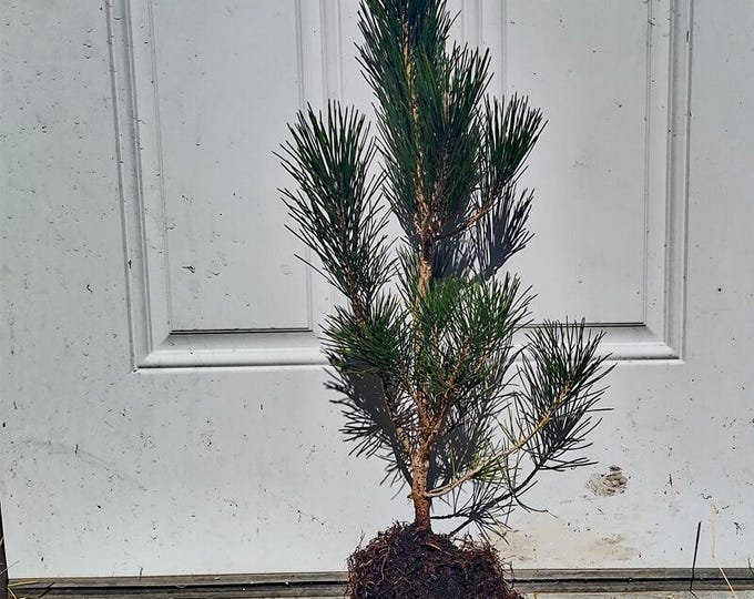 Japanese Black Pine 2 Gallon Live Plant Fast Growing Evergreen Pine ...