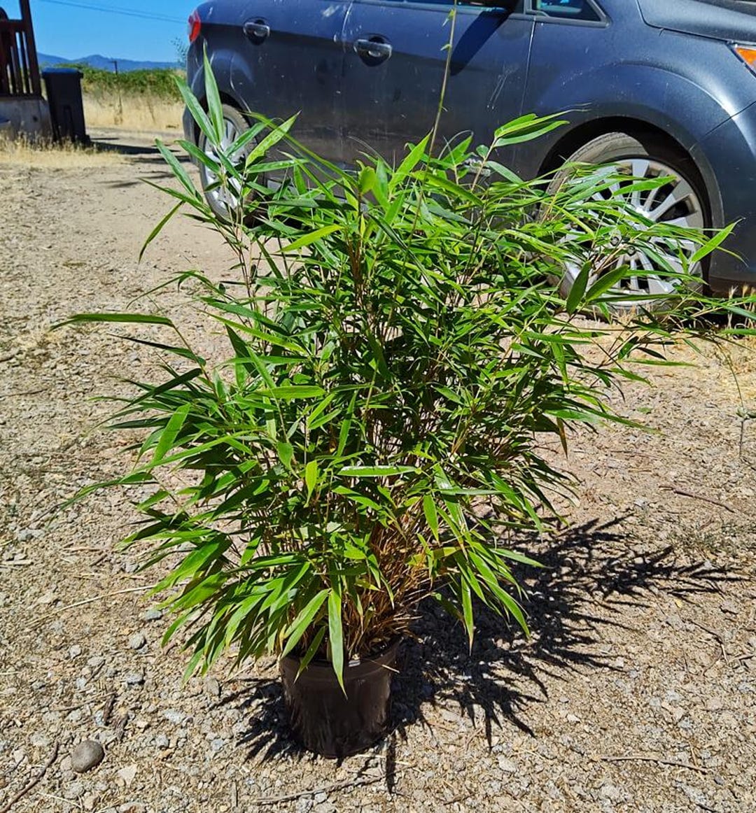 Fargesia Rufa - Umbrella Clumping Bamboo in 1 Gallon Container ...