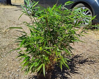2 Fargesia Murielae, Umbrella Bamboo. Live Clumping Plant for Hedge or ...