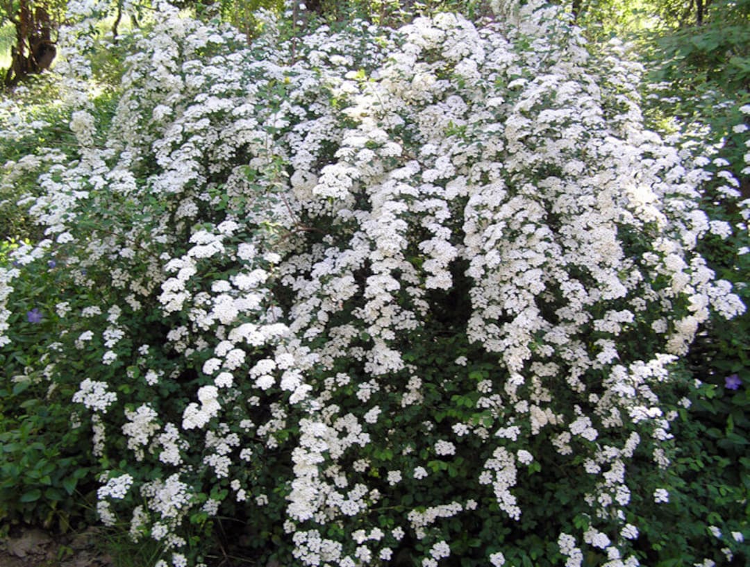 White Falls Spirea - Quart Live Plant - Dark Green Foliage is Covered ...
