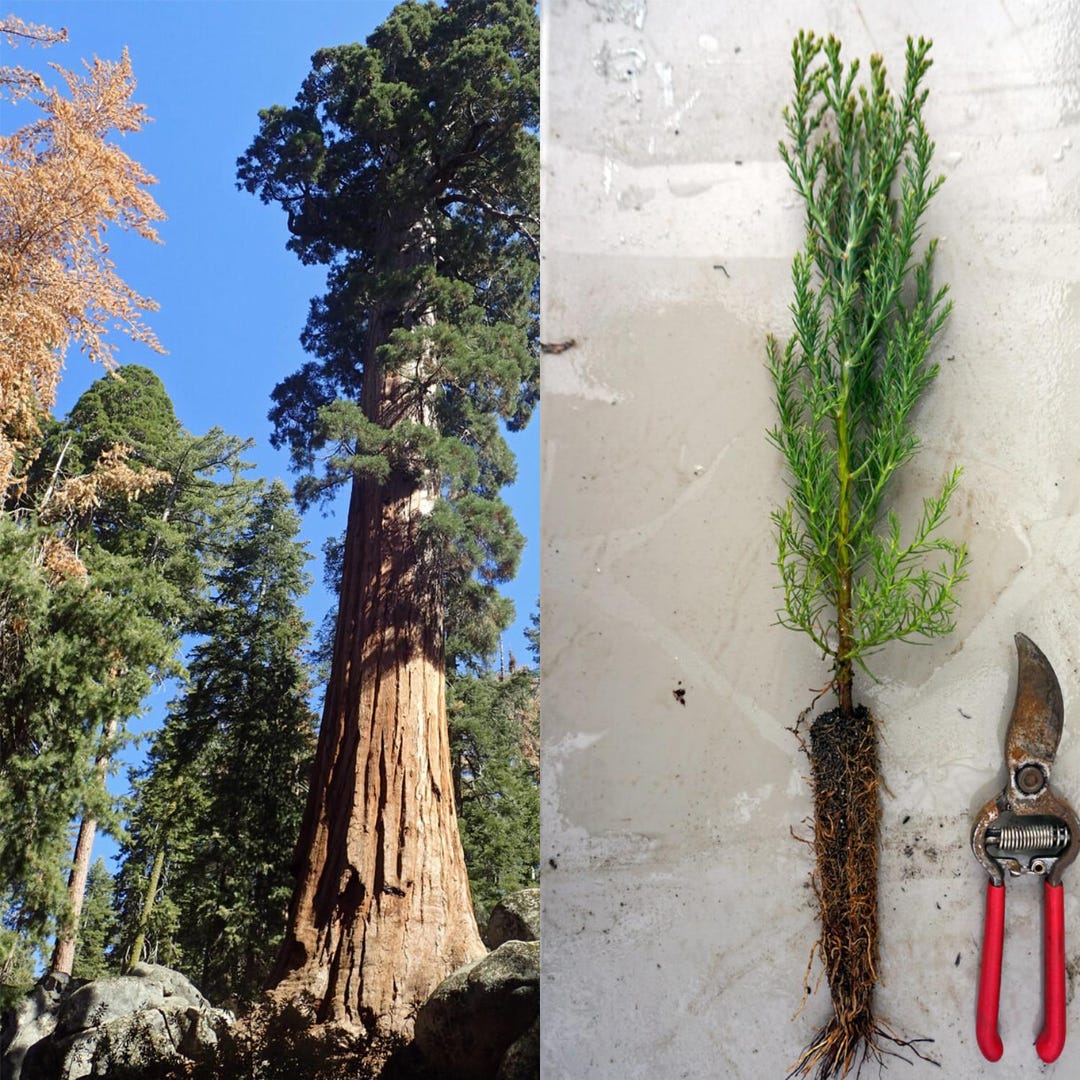 Giant Sequoia / Sierra Redwood - Live Tree Seedling - Sequoiadendron Giganteum - Fast Growing ...