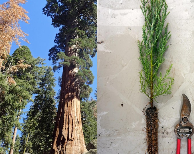 Giant Sequoia / Sierra Redwood - Live Tree Seedling - Sequoiadendron ...