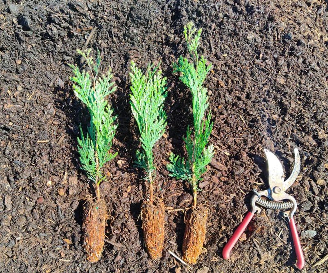 Incense Cedar Calocedrus Decurrens - Set of 3 Live Tree Seedlings ...