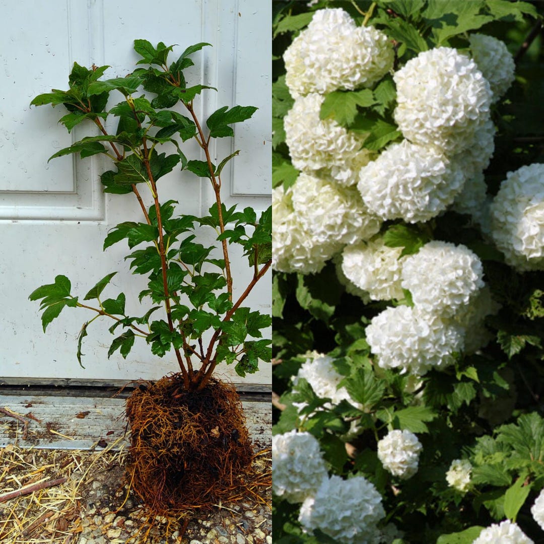 Snow Ball Bush Viburnum - 1 Gallon Live Plant - V. Opulus Roseum ...