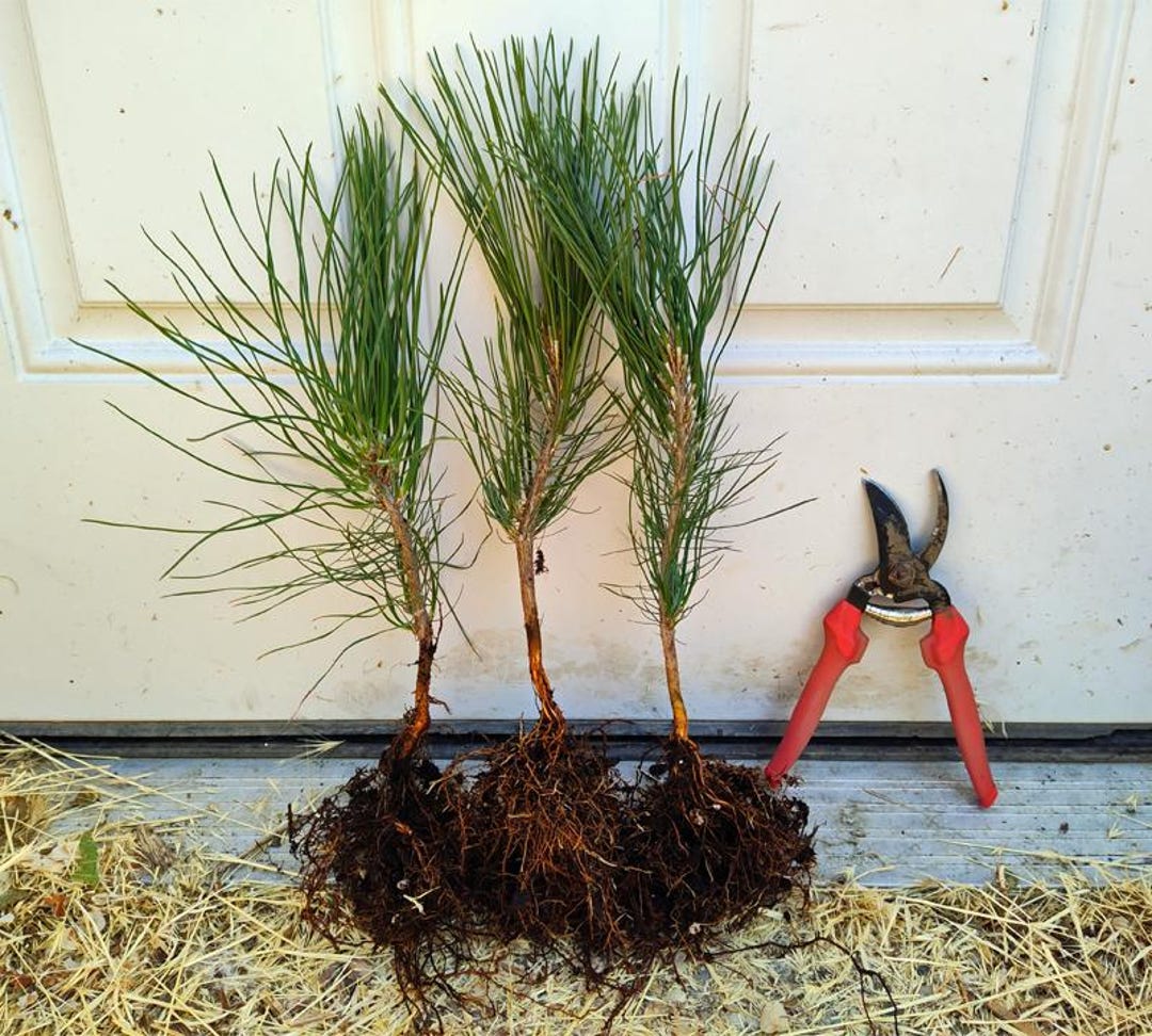 Set of 3 Ponderosa Pine Seedlings 8-10" Tall - Cold, Heat and Drought ...