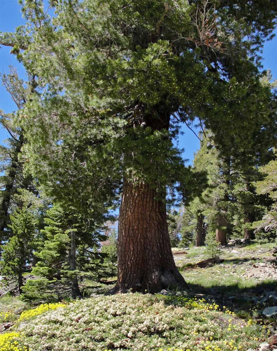 Pinus Monticola - Western White Pine Quart - Live Plant - Evergreen ...