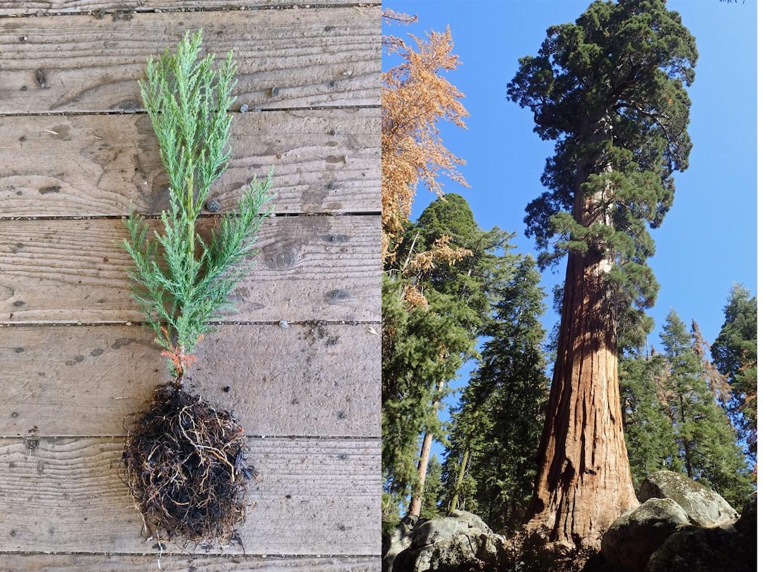 Giant Sequoia Live Tree Seedling 14-18" - the Sierra Redwood is Popular ...