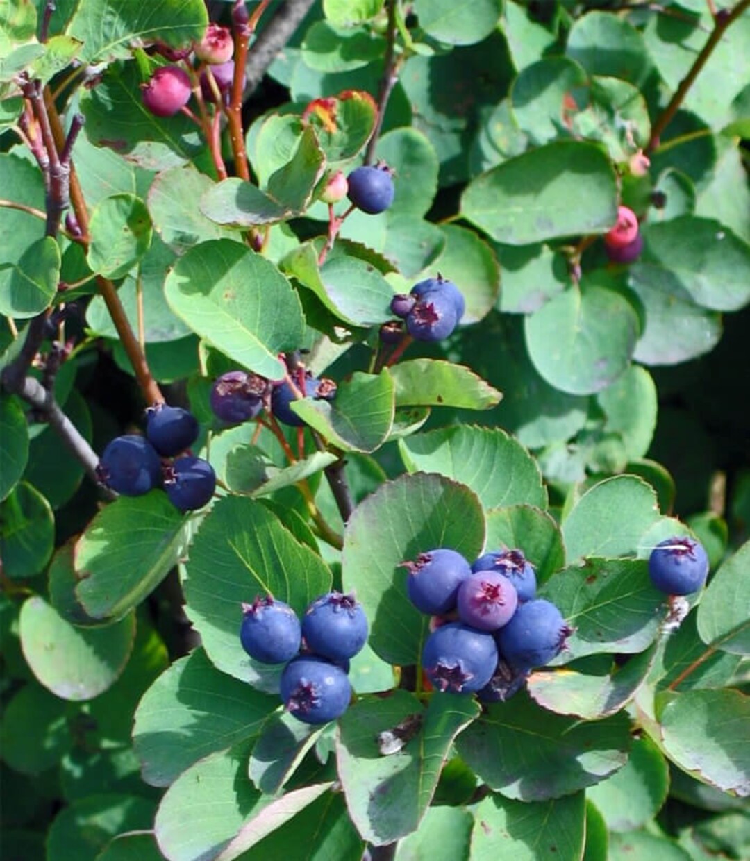 Western Serviceberry / Saskatoon Berry - Quart Live Plant - Sweet ...