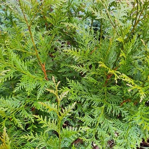 Western Red Cedar 1 Gallon 20-26" Live Tree - Great Evergreen Plant for ...