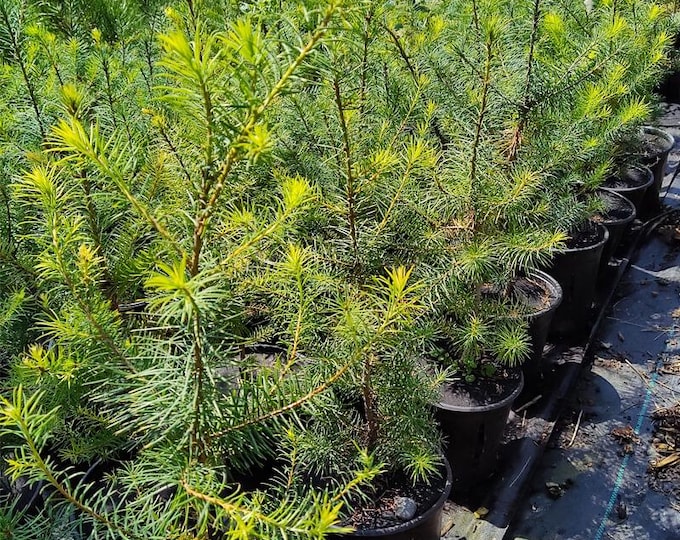 Douglas Fir Quart Live Tree Seedling - Fast Growing Native Evergreen ...