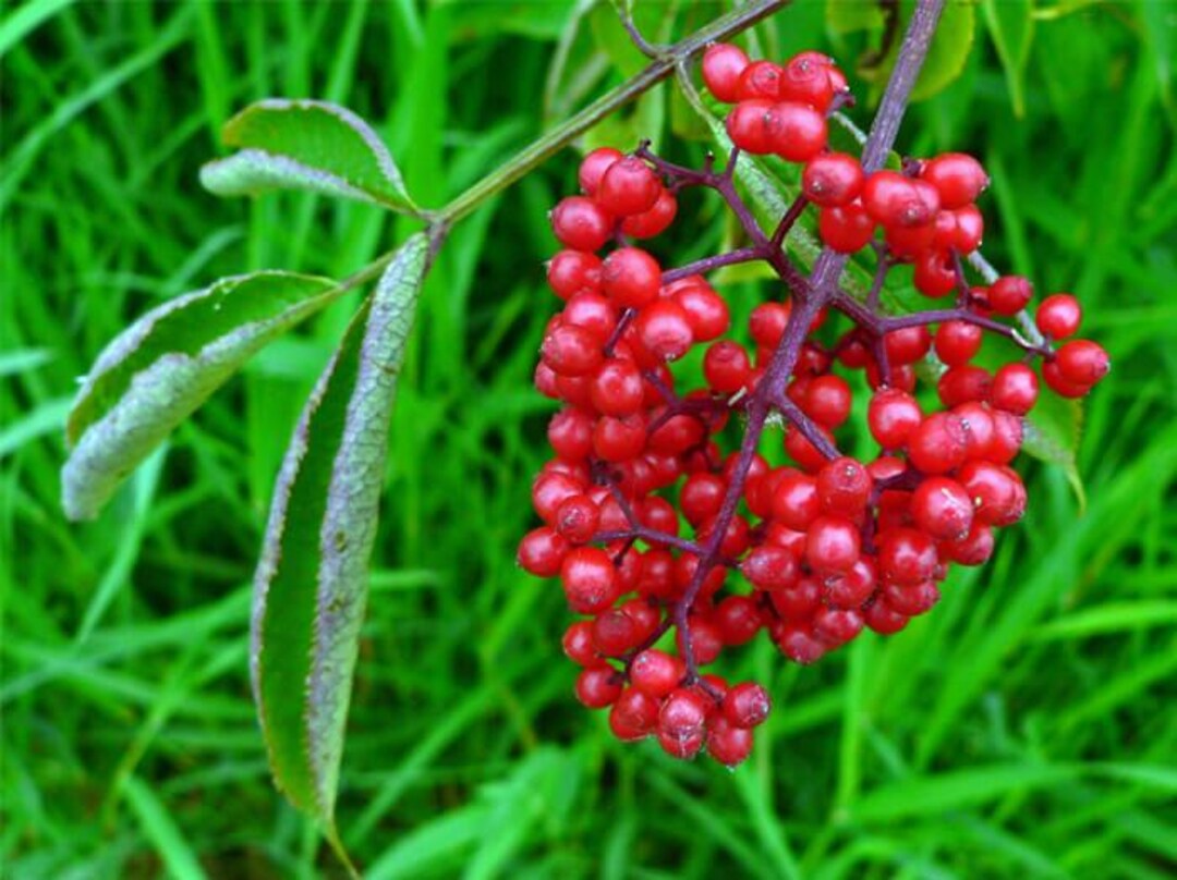 Red Elderberry Live Plant - Fast Growing Native Shrub With Summer ...