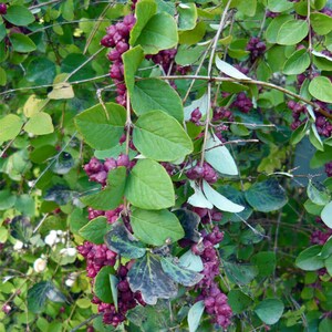 Coral Berry Shrub - Live Plant 12 to 14 Inches Tall. Bright Coral ...