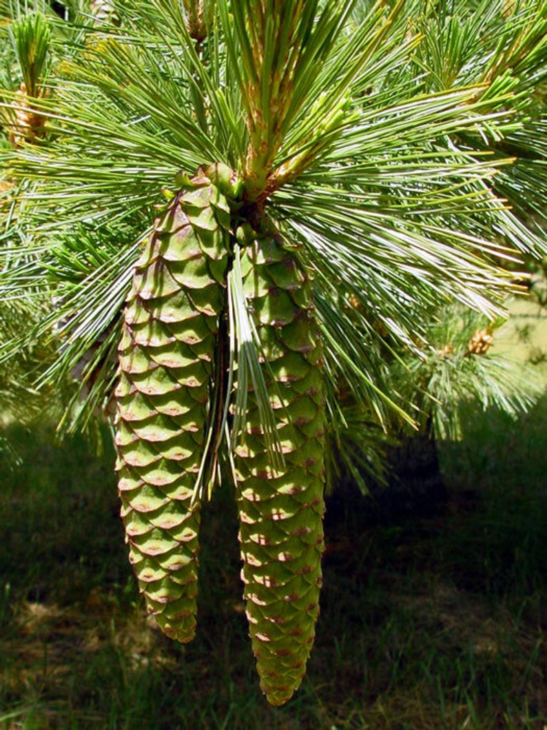 Pinus Monticola - Western White Pine Quart - Live Plant - Evergreen ...
