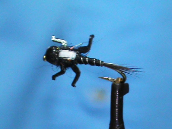 Zebra Nymph - Etsy