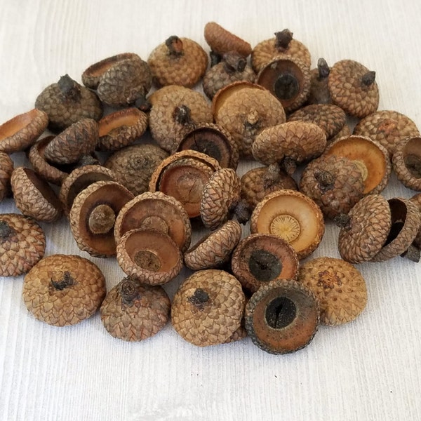Acorn Caps - Etsy