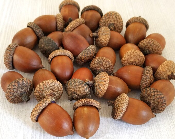 JUMBO Acorns Extra Large Acorns Natural Acorns Real Acorns Christmas ...