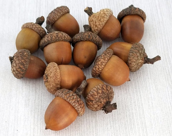 LARGE Acorns Natural Real Acorns Rustic Decor Thanksgiving Decorations ...