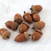 JUMBO Acorns Real Acorns Extra Large Real Acorns Natural Acorns Large ...