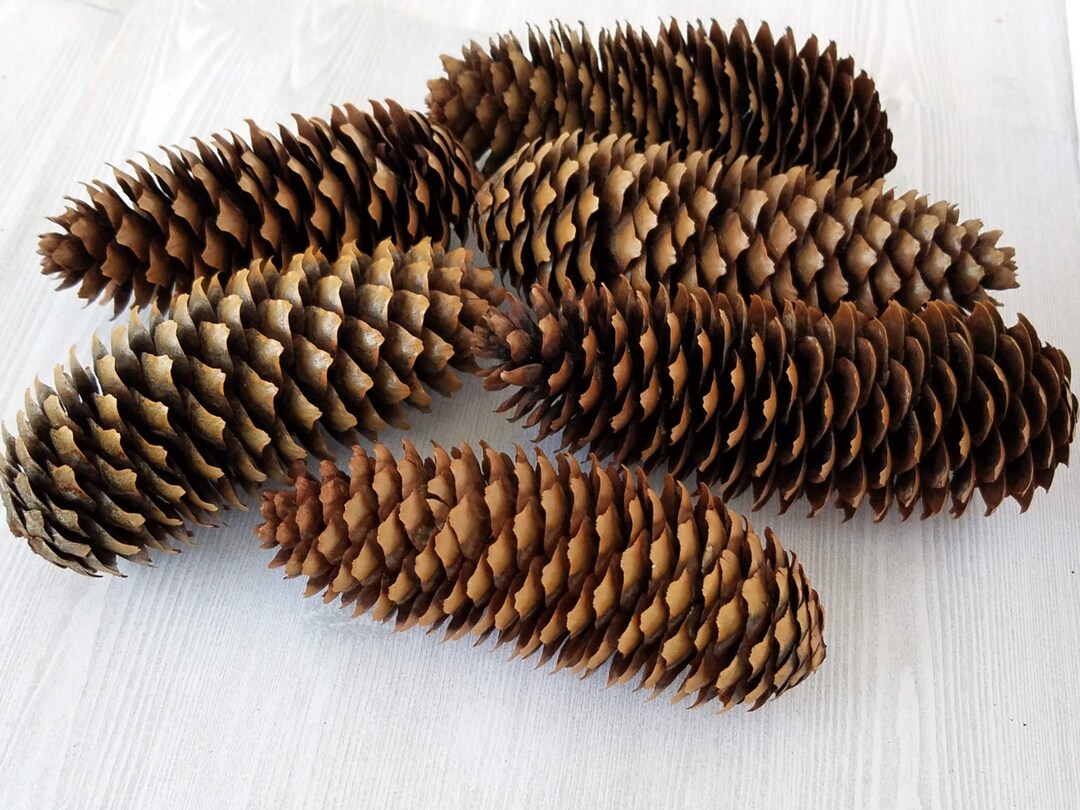 Real Pinecones Natural Pinecones Organic Pinecones Christmas Decor ...