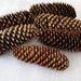 Real Pinecones Natural Pinecones Organic Pinecones Christmas Decor ...