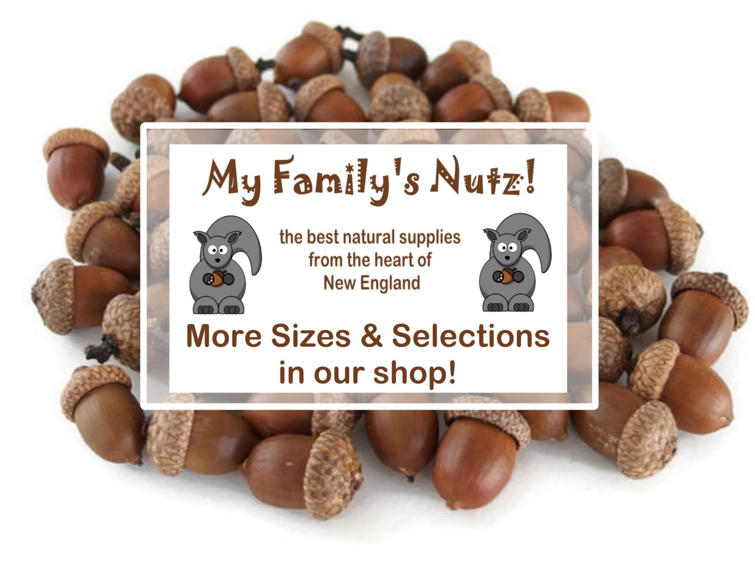 LARGE Acorns Extra Large Acorns Natural Acorns Real Acorns | Etsy