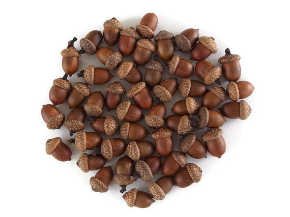 LARGE Acorns Extra Large Acorns Natural Acorns Real Acorns | Etsy