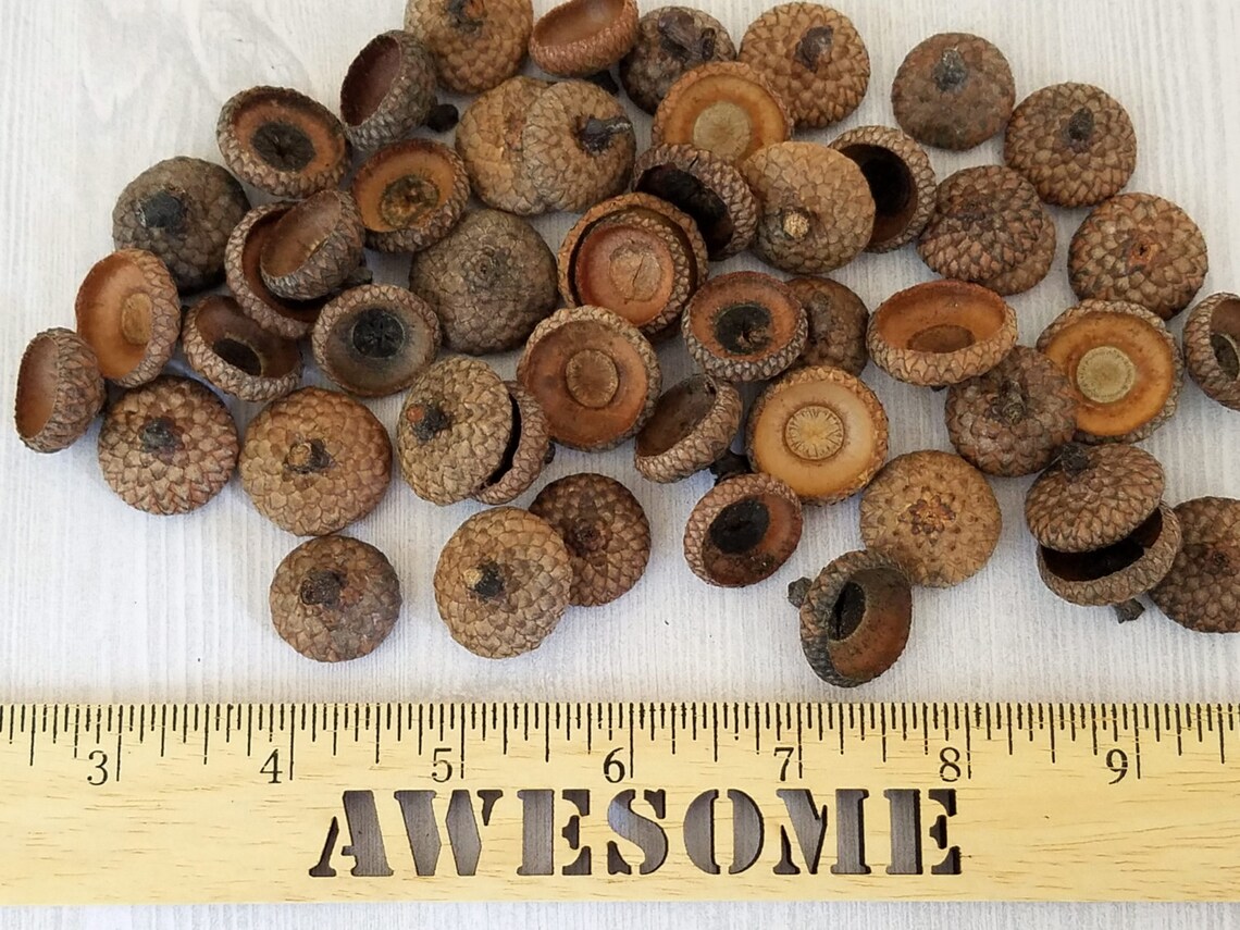 Acorn Caps Natural Acorn Caps Real Acorn Caps Rustic Decor | Etsy