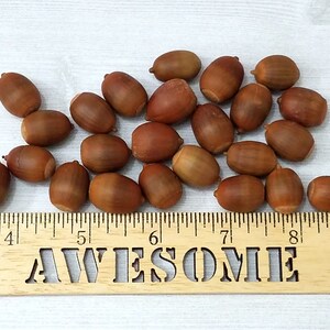 LARGE Natural Acorns No Caps Real Acorns Capless Acorns Thanksgiving ...
