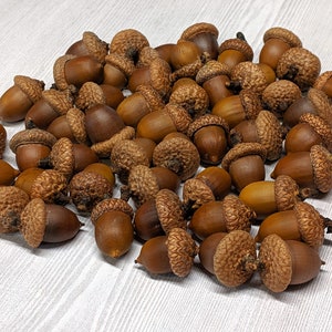 LARGE Acorns Extra Large Acorns Natural Acorns Real Acorns Thanksgiving ...