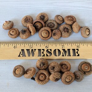 Acorns Real Natural Acorns Rustic Decor Thanksgiving Floral Craft ...