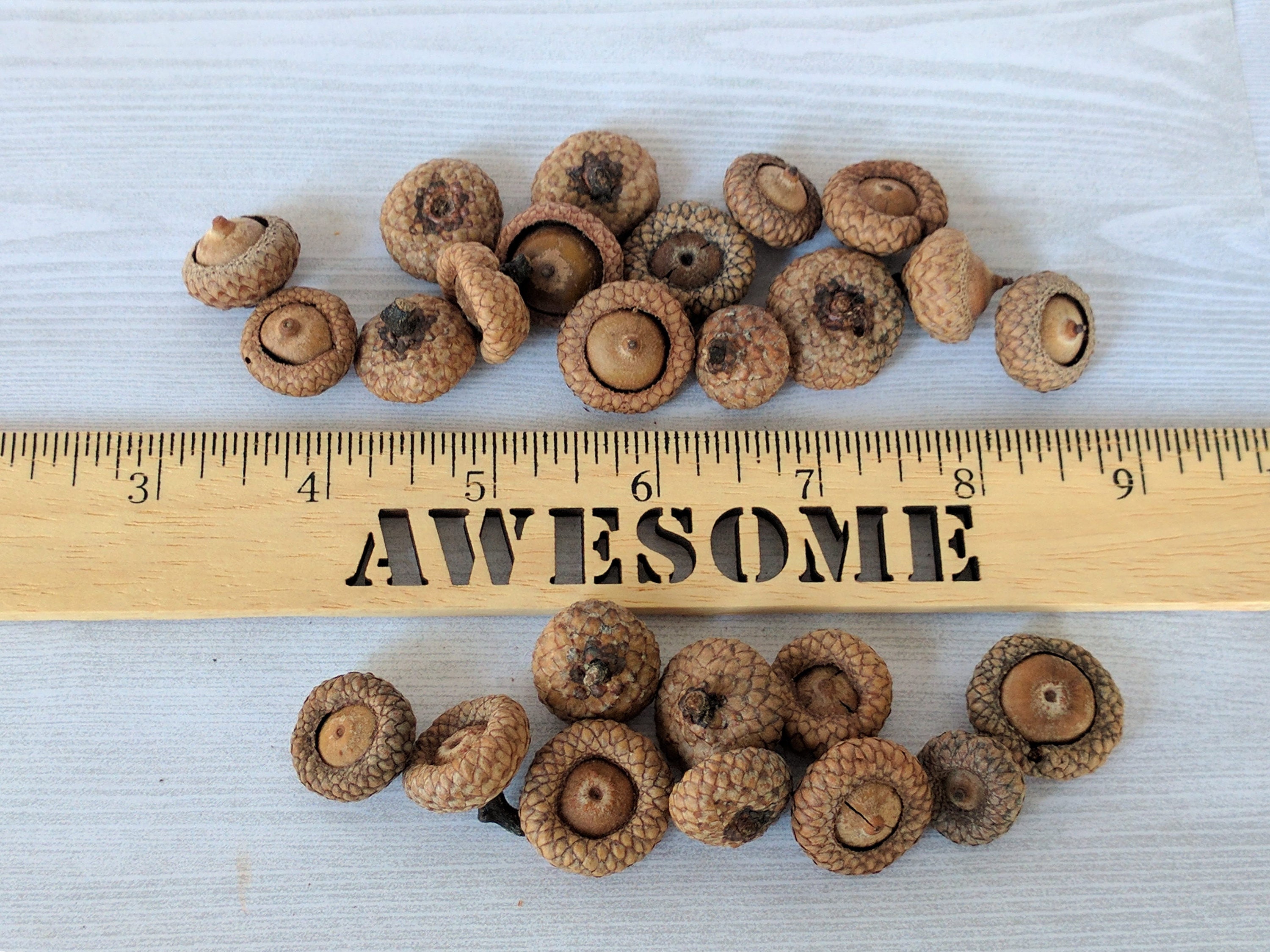Acorns Real Natural Acorns Rustic Decor Thanksgiving Floral Craft ...