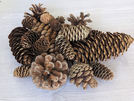 Assorted Pinecone Natural Pinecones Real Pinecone Sampler - Etsy
