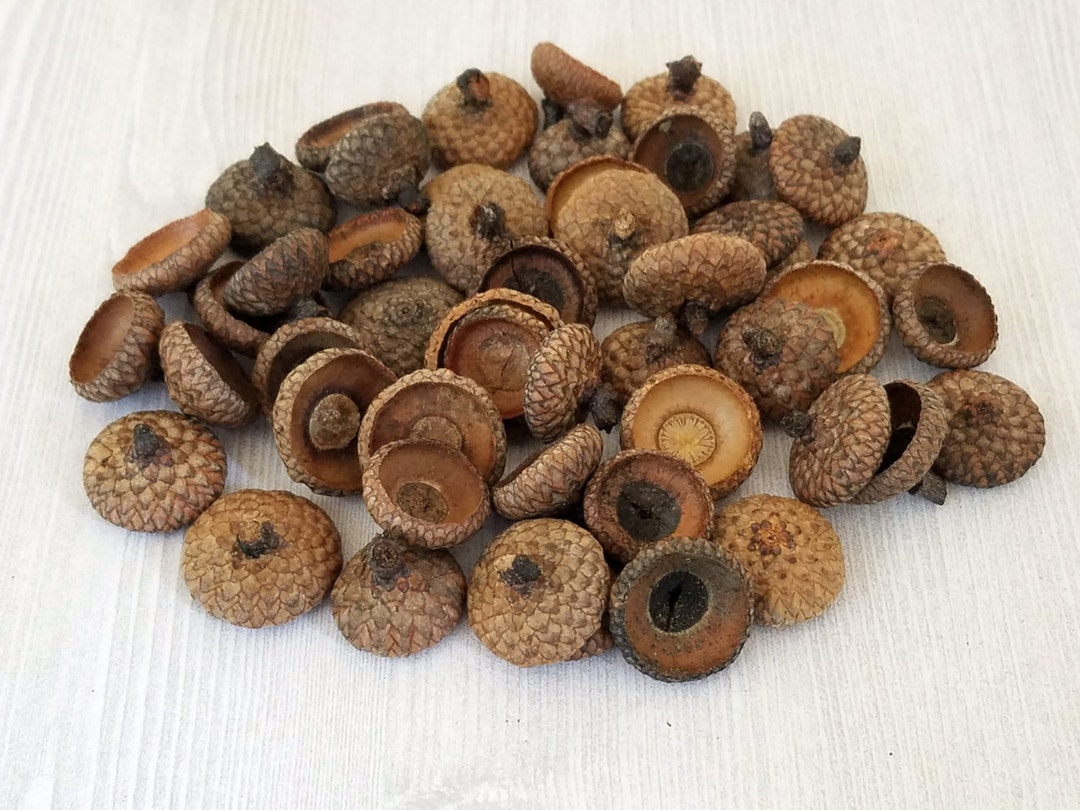 Acorn Caps Natural Acorn Caps Real Acorn Caps Rustic Decor Thanksgiving ...