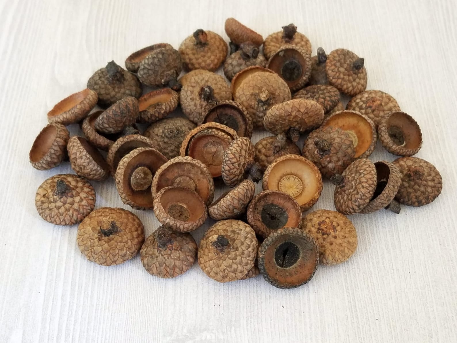 Acorn Caps Natural Acorn Caps Real Acorn Caps Rustic Decor | Etsy