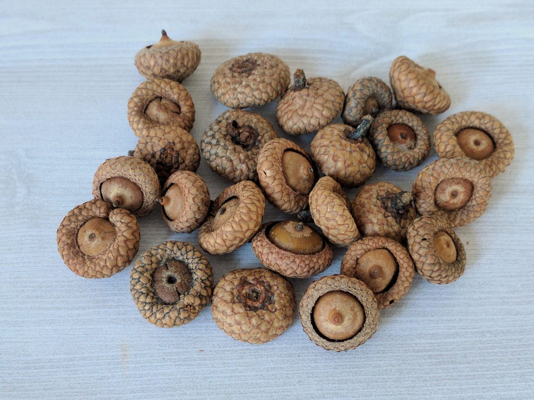 Acorns Real Natural Acorns Rustic Decor Thanksgiving Floral Craft ...