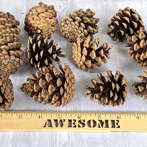 Small Pinecones Real Pinecones Natural Christmas Decor Winter Crafts ...