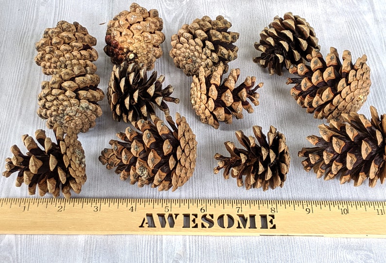 Small Real Pinecones - Natural Pinecones for Crafts - Rustic Fall or ...