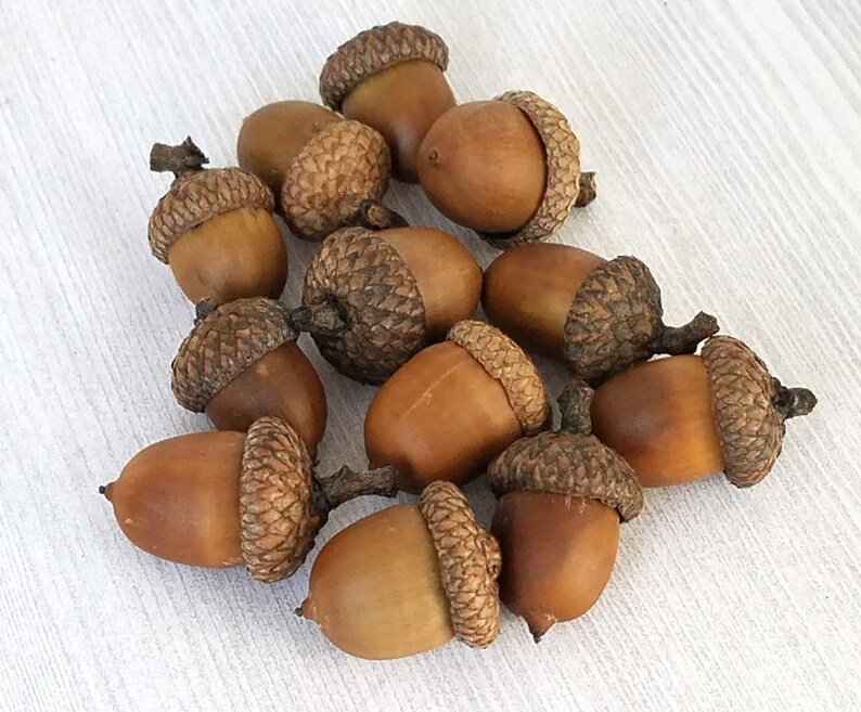 LARGE Acorns Natural Real Acorns Rustic Decor Thanksgiving | Etsy