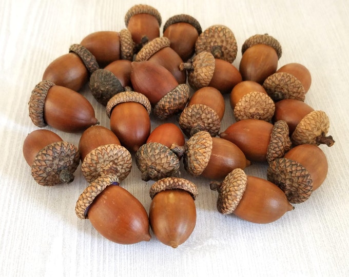 LARGE Real Acorns Natural Acorns Large Acorns Large Real Acorns Real ...