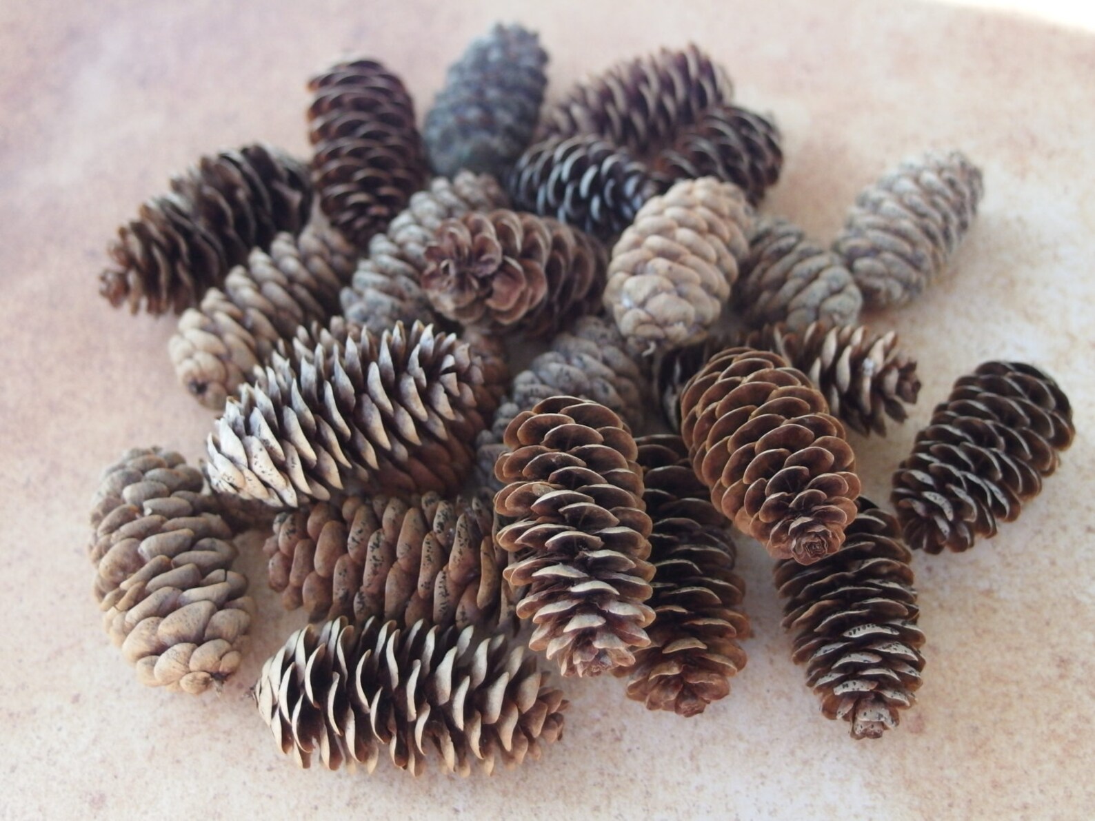 Small Real Pinecones - Natural Pinecones for Crafts - Rustic Fall and ...