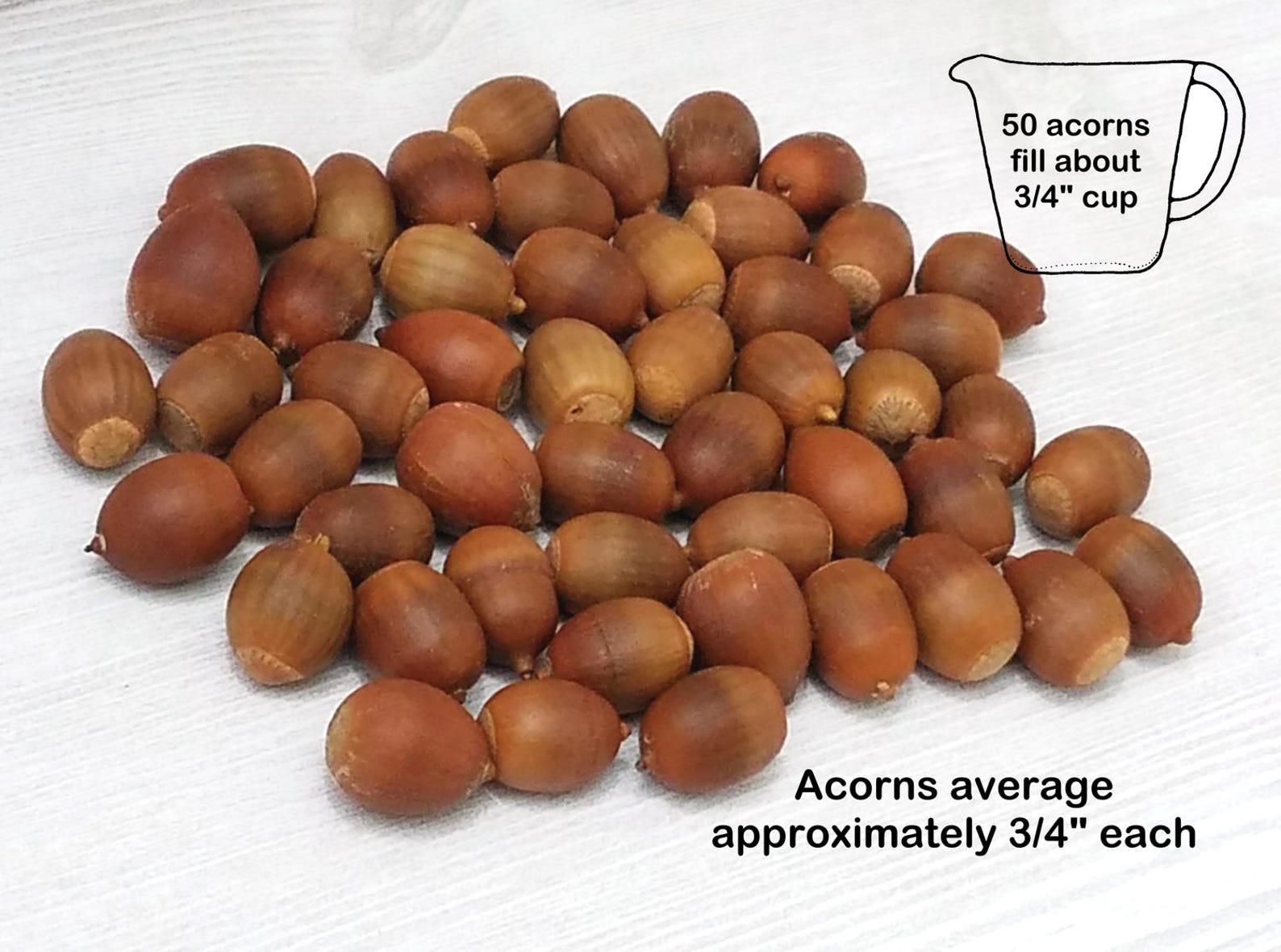LARGE Natural Acorns No Caps Real Acorns Capless Acorns | Etsy