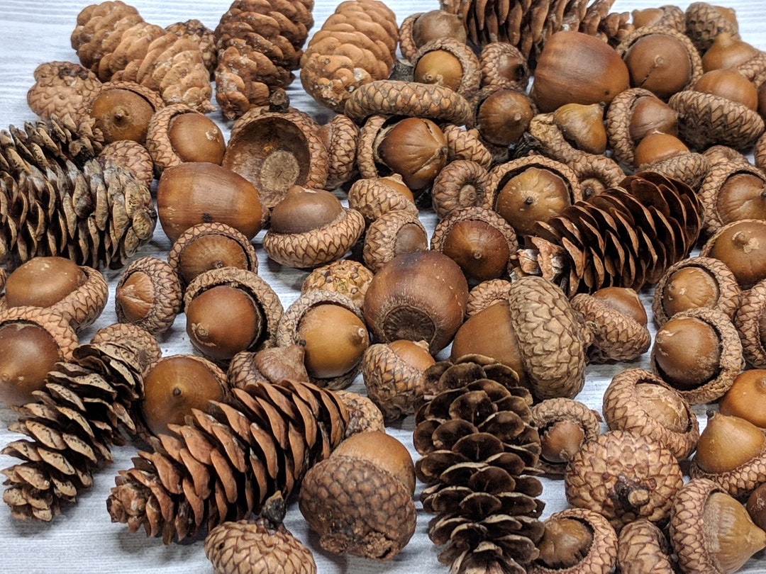Natural Acorn and Pinecone Mix Real Acorns Real Caps Real Pinecones ...