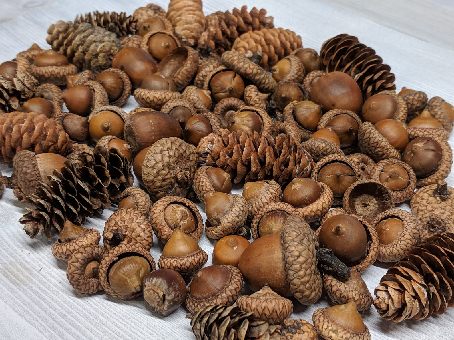 Natural Acorn and Pinecone Mix Real Acorns Real Caps Real Pinecones ...