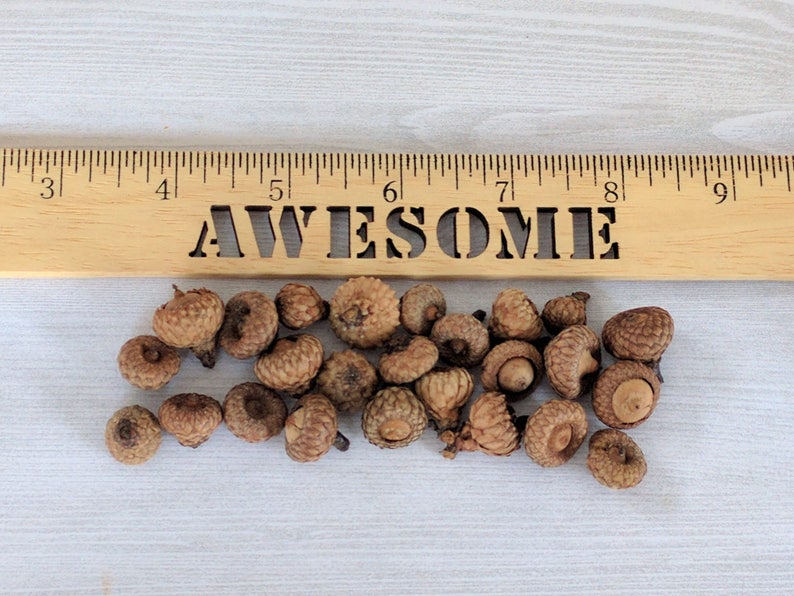 TINY Acorns Small Real Acorns Natural Acorns Rustic Decor Thanksgiving ...