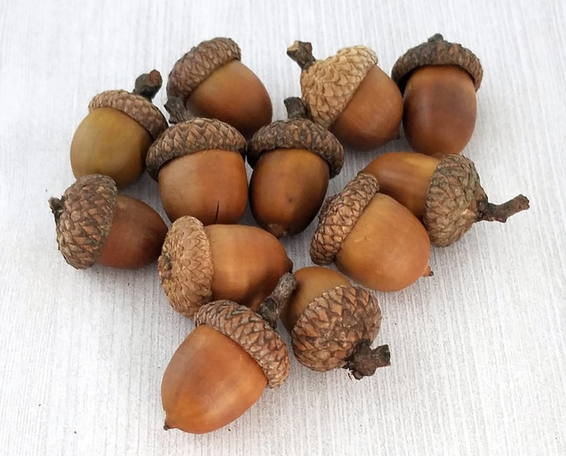 Large Natural Acorns - Real Acorns for Crafts - Rustic Fall Decor ...