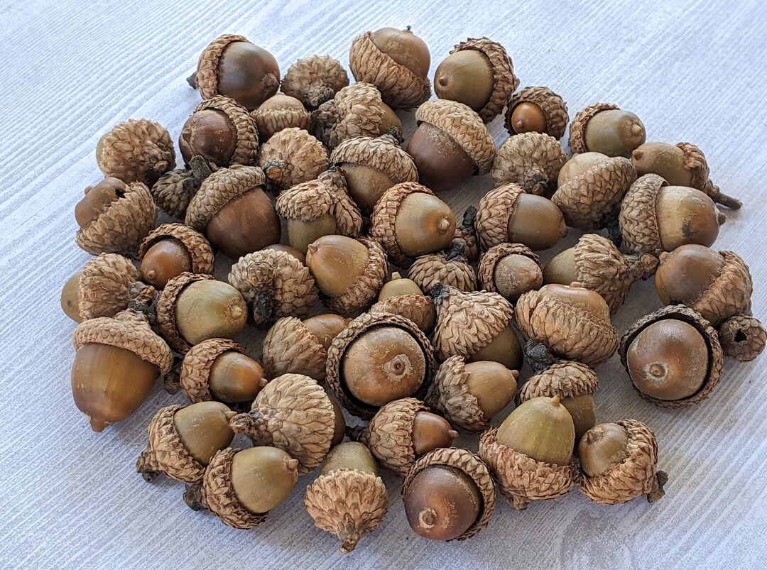 Assorted Acorns With Caps Natural Acorns Real Acorns Large and Small ...