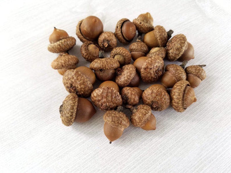 SMALL Real Acorns Natural Acorns Rustic Decor Thanksgiving Decor Table ...