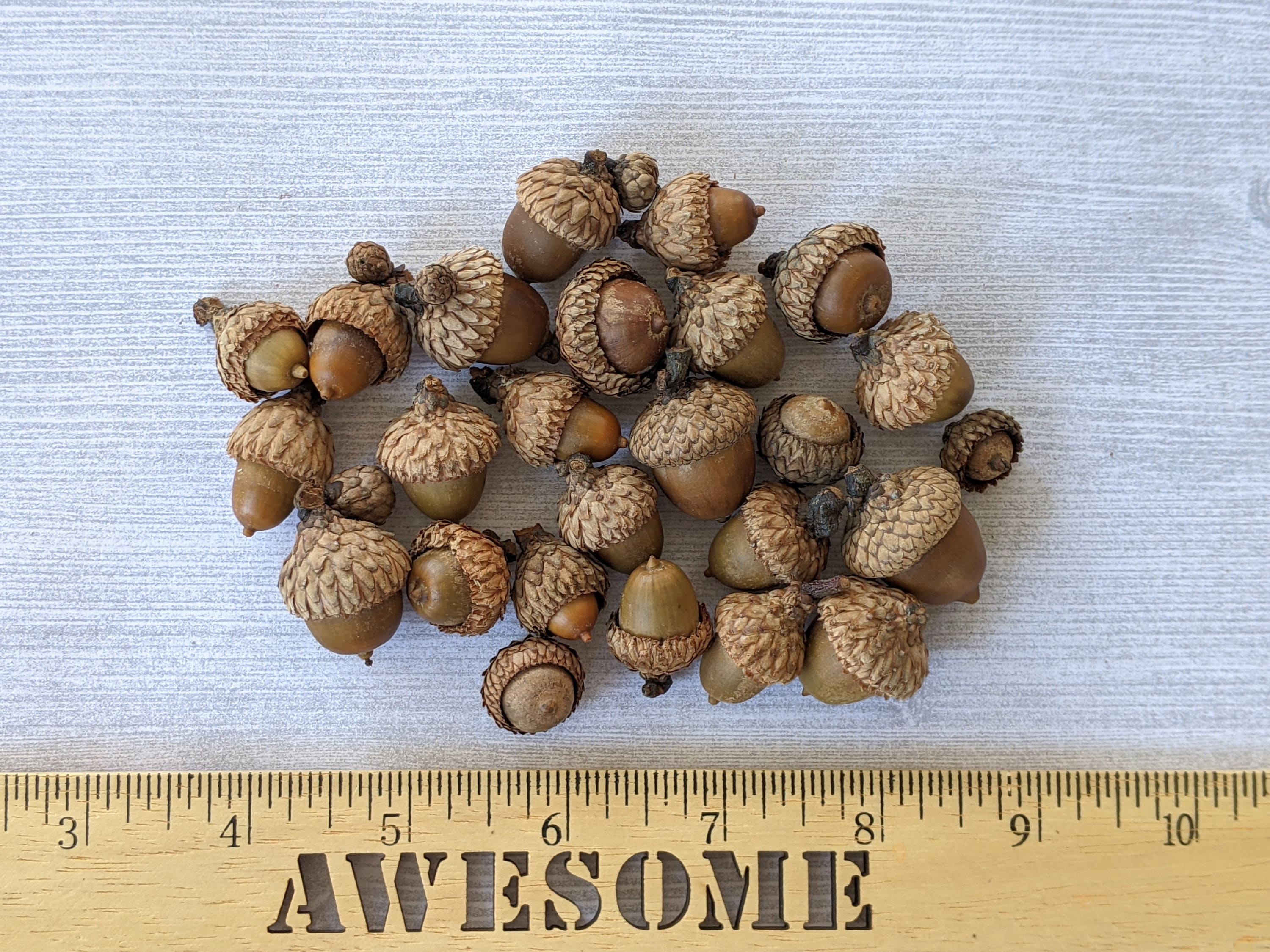 Assorted Acorns With Caps Natural Acorns Real Acorns Large and Small ...