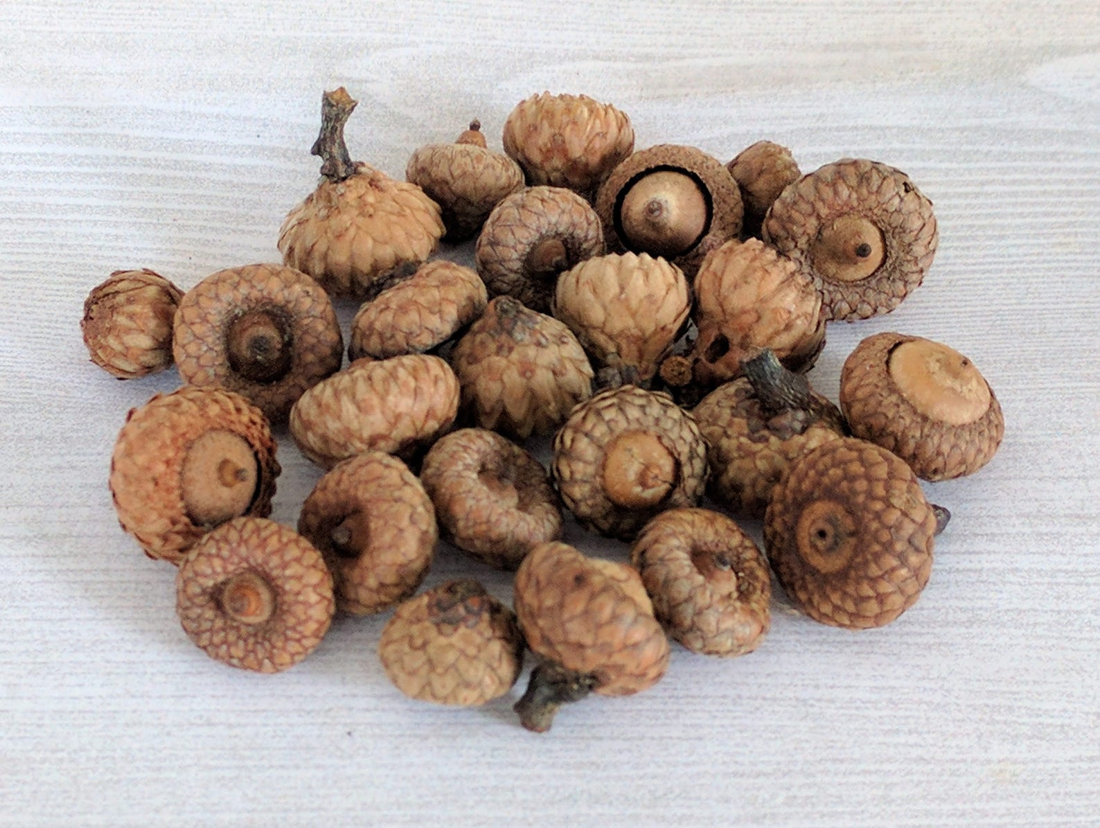 TINY Acorns Small Real Acorns Natural Acorns Rustic Decor Thanksgiving ...