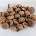 TINY Acorns Small Real Acorns Natural Acorns Rustic Decor - Etsy